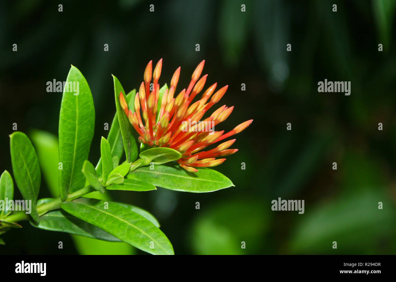 Beautiful closeup yellow leaf hi-res stock photography and images - Alamy