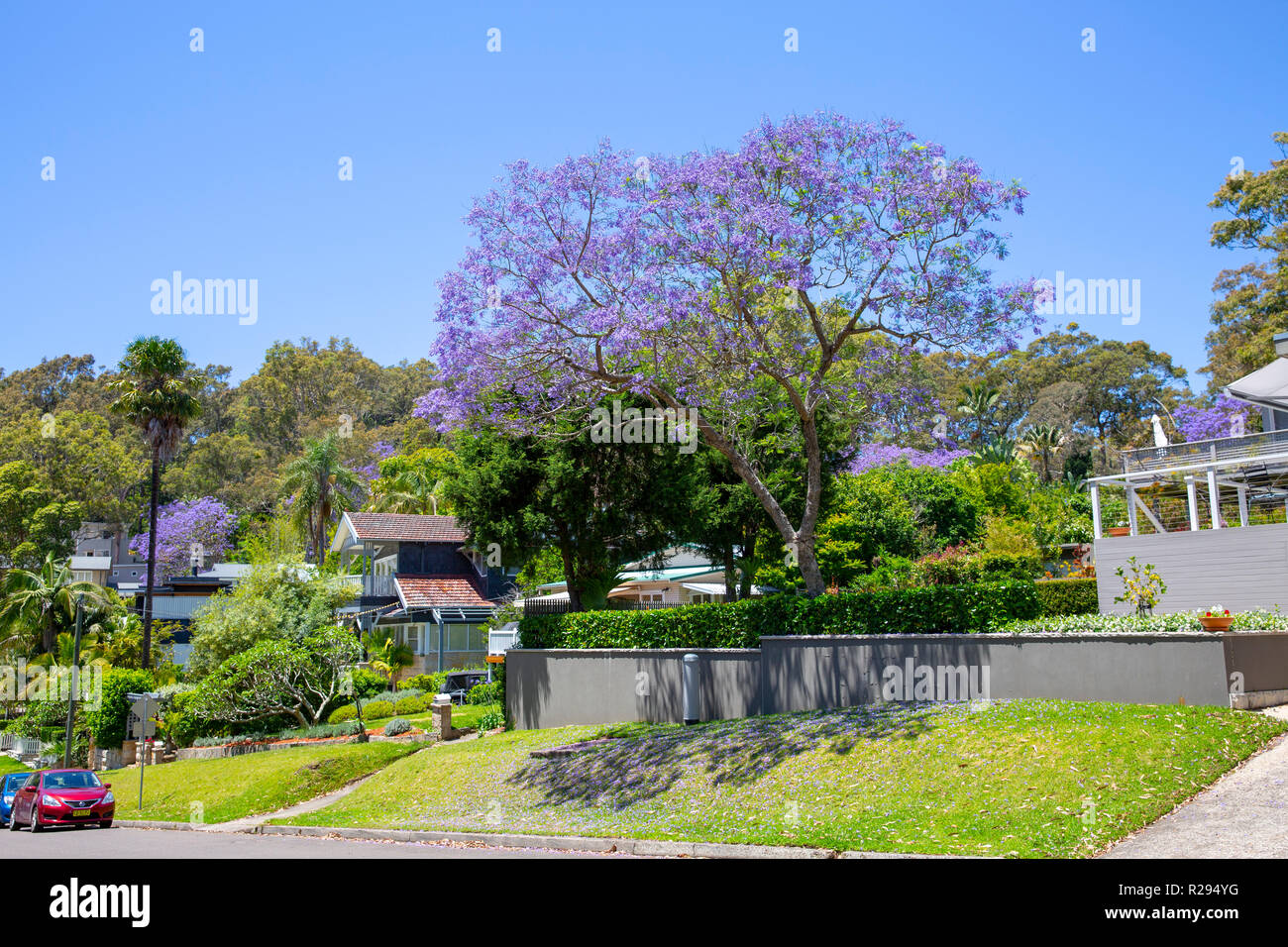 Jacaranda blooms hi-res stock photography and images - Alamy