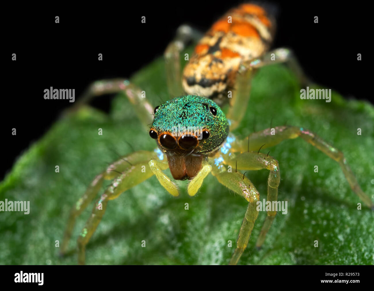 Macro Photography of Colorful Jumping Spider on Green Leaf Stock Photo ...