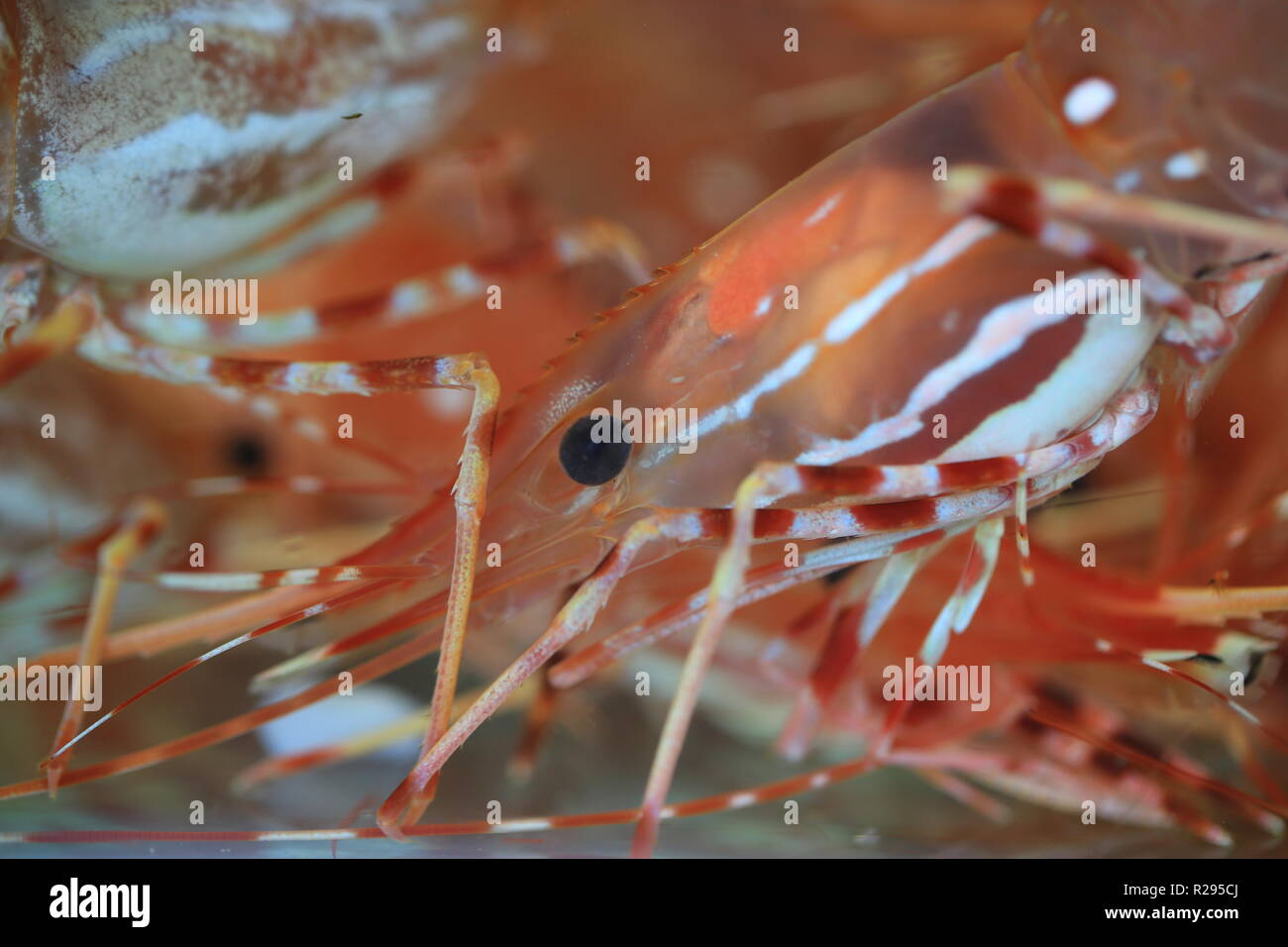 red shrimp for japanese sashimi Stock Photo - Alamy