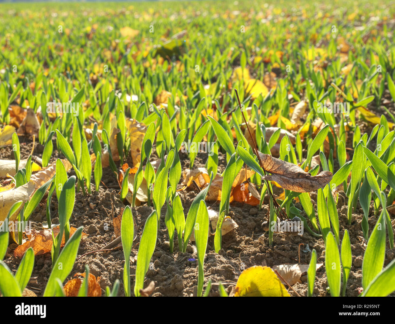 Field in autumn. Leaves fallen in rows of young corn plants in endless ...
