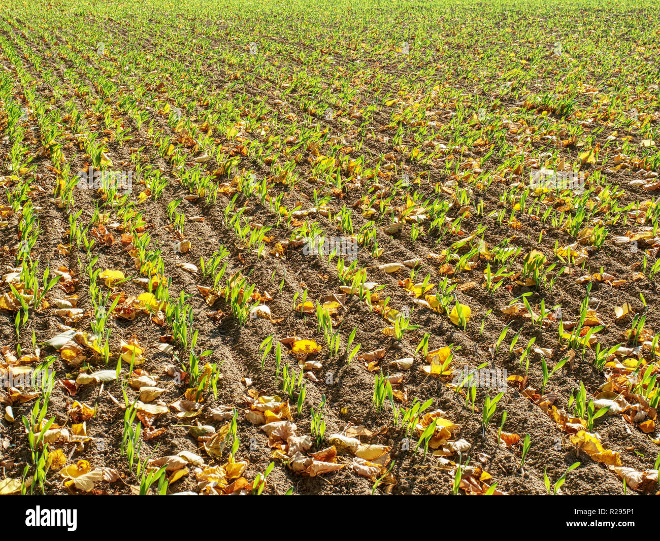 Green corn field within fall months. Agriculture background. Rows of ...