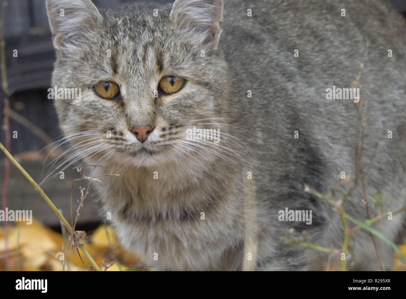 Portrait of grey cat with sad eyes Stock Photo - Alamy