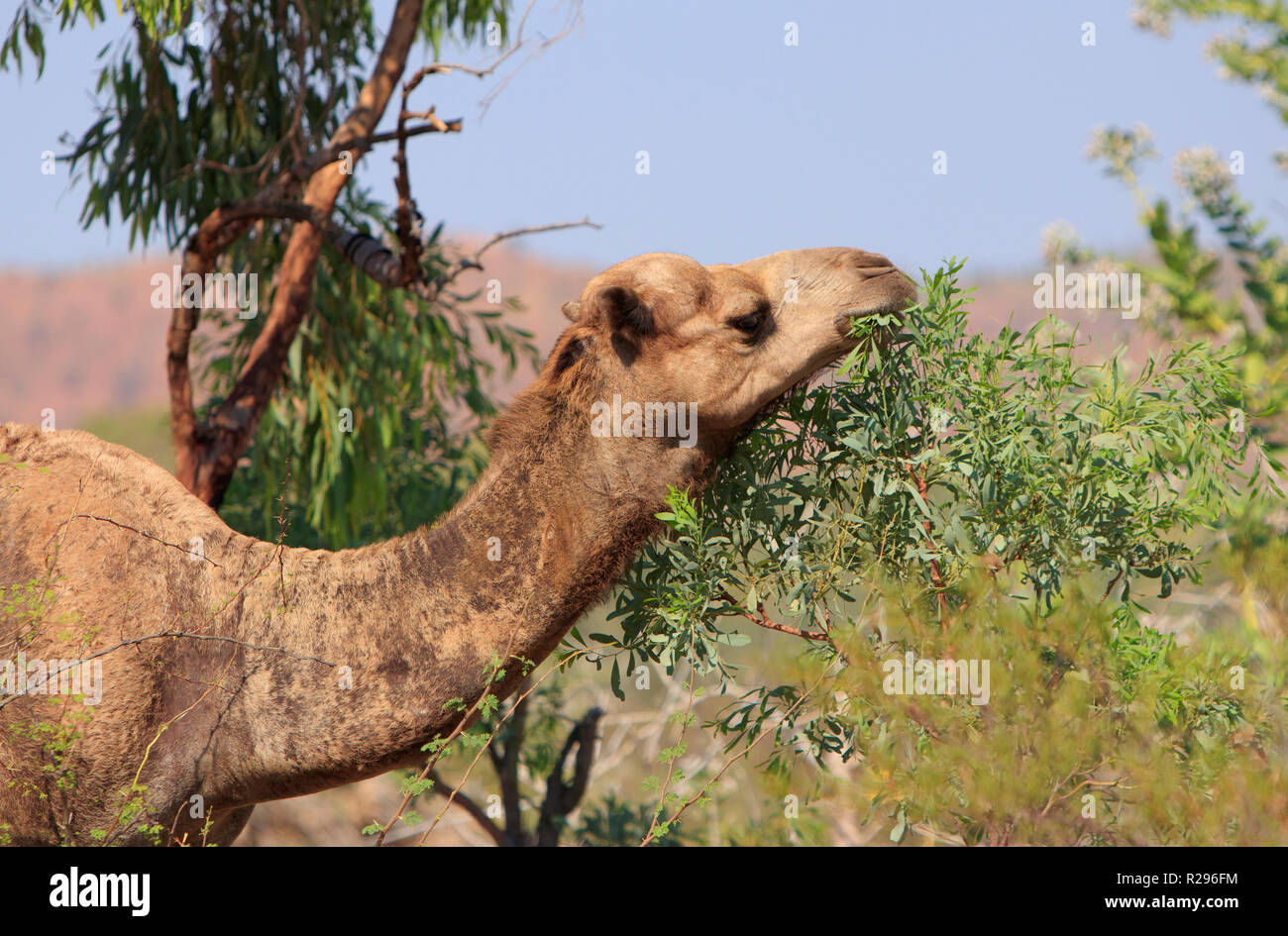A feral camel, Camelus dromedarius, feeding on a bush in outback ...