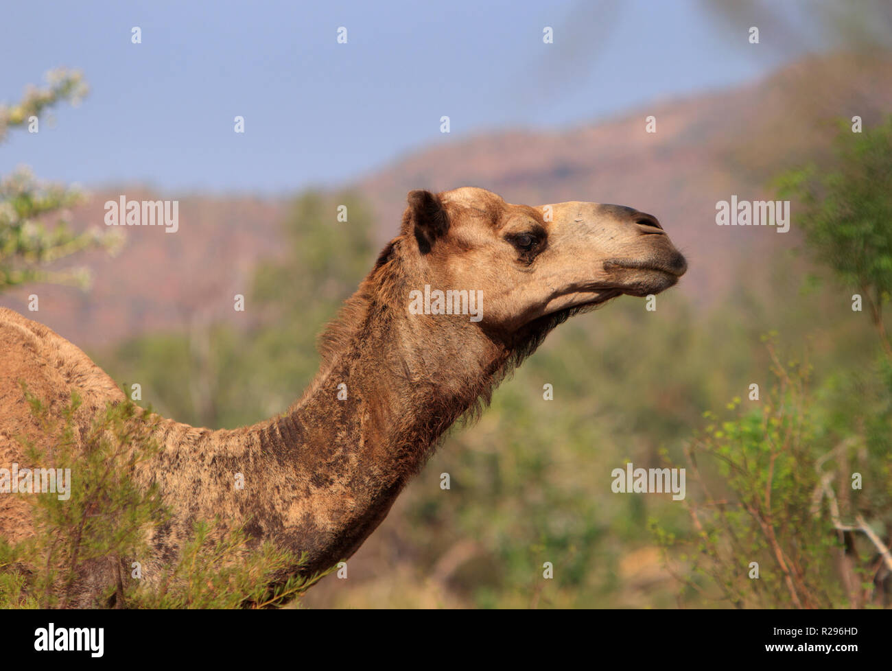 A feral camel, Camelus dromedarius, in outback western Queensland ...