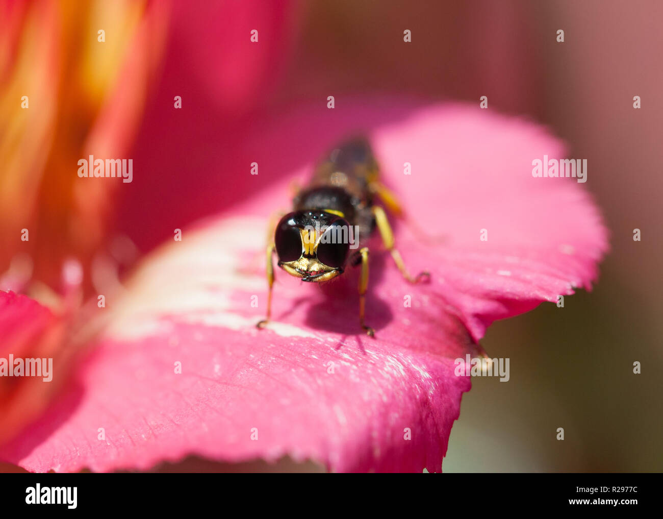 Square headed wasp Stock Photo - Alamy