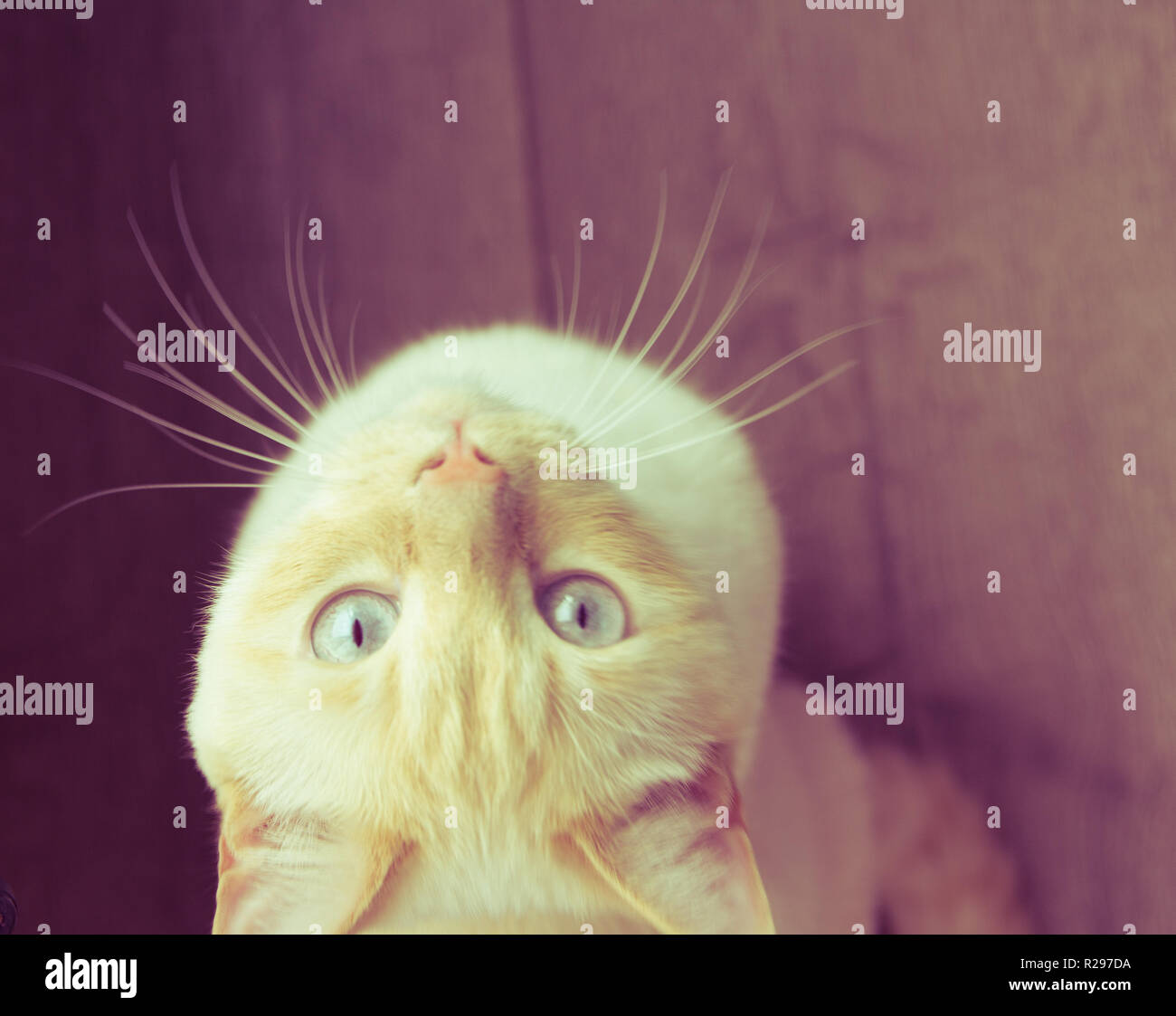 Wood hite hi-res stock photography and images - Alamy