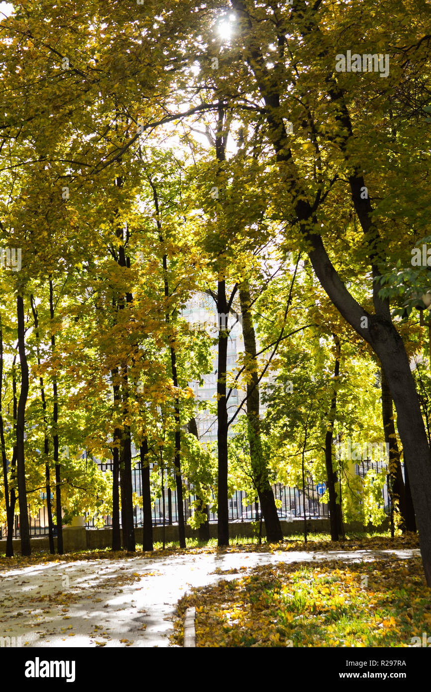 autumn background with maple leaves Stock Photo - Alamy