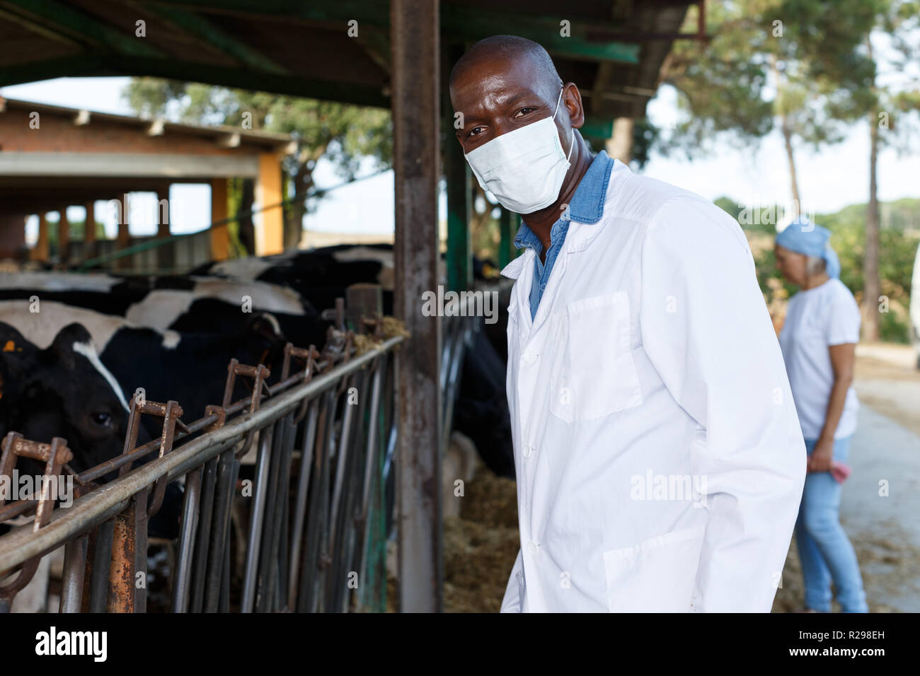 Veterinary examination cow hi-res stock photography and images - Alamy