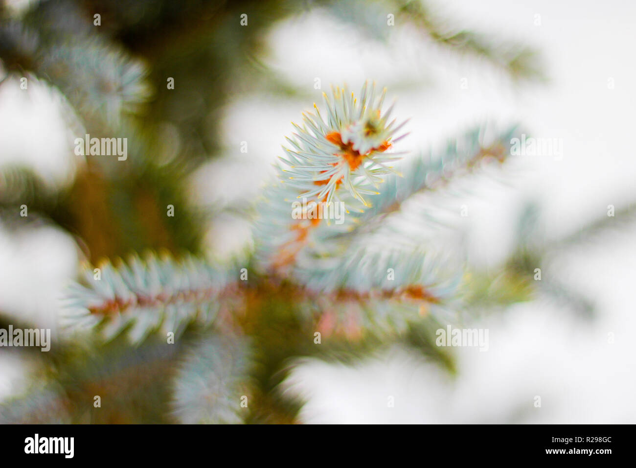 Branch of spruce tree with white snow. Winter spruce tree in the frost ...
