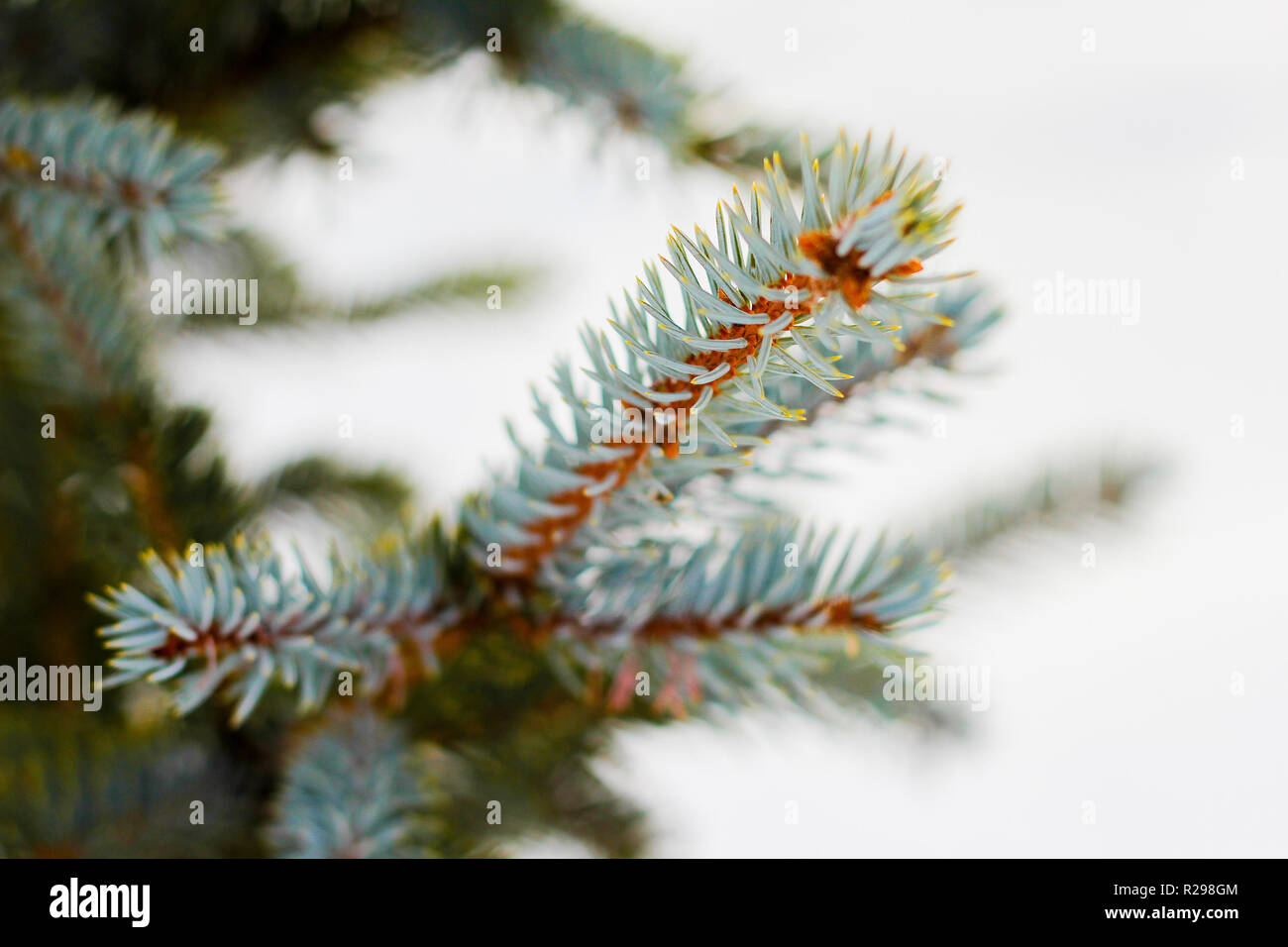 Branch of spruce tree with white snow. Winter spruce tree in the frost ...