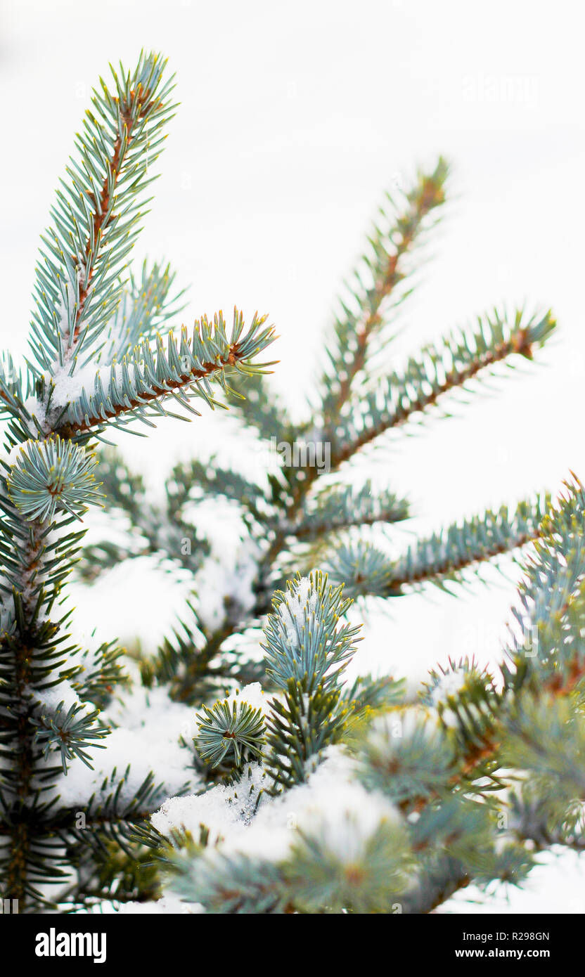 Branch of spruce tree with white snow. Winter spruce tree in the frost ...
