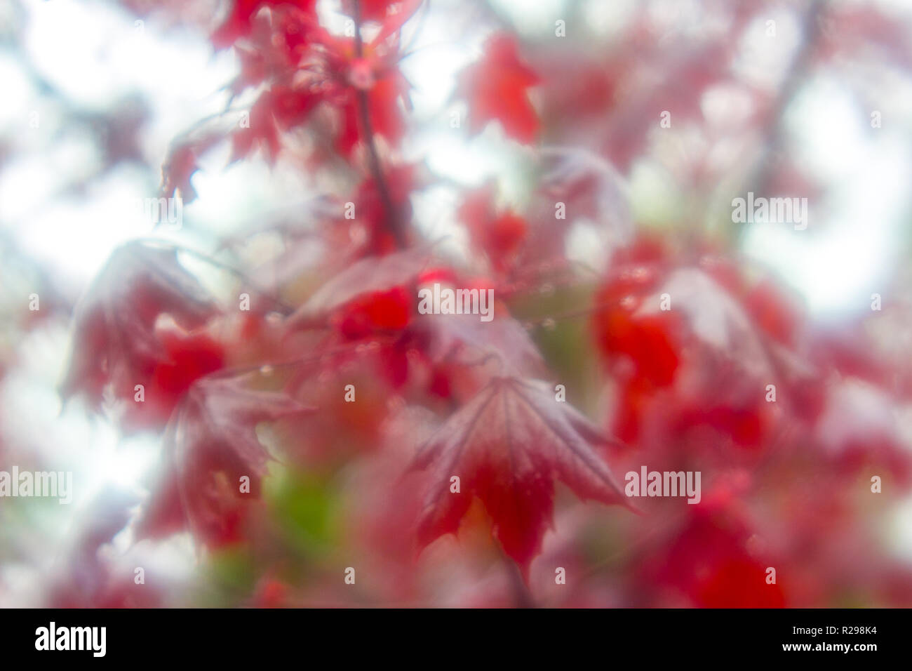 red maple in fog, blurred, red maple tree background Stock Photo - Alamy