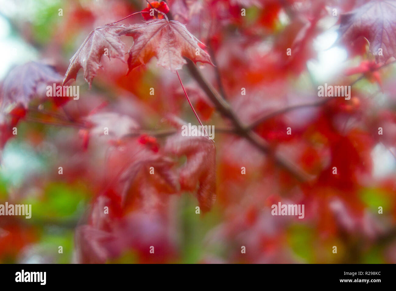 red maple in fog, blurred, red maple tree background Stock Photo - Alamy