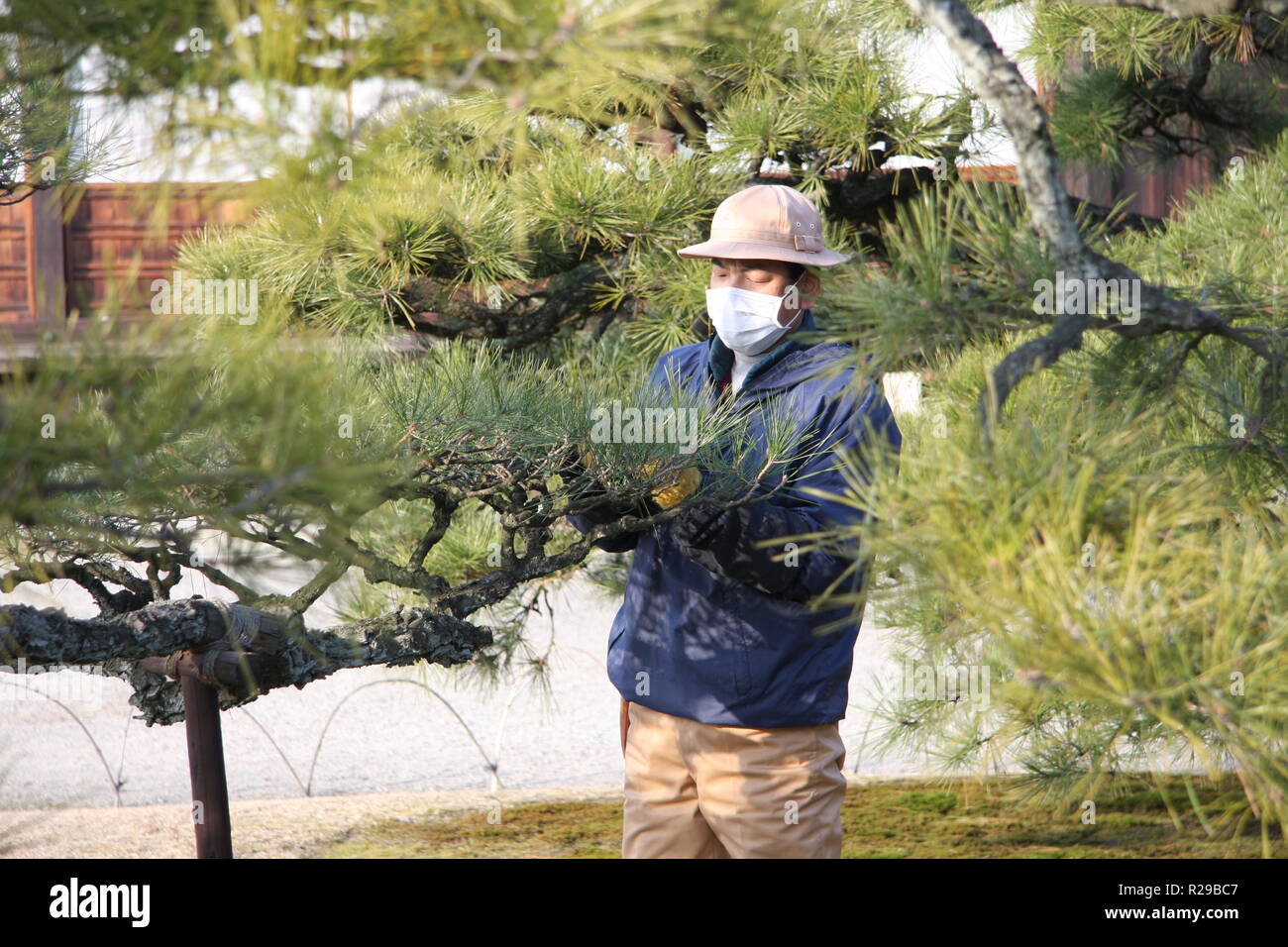 Japanese gardener pruning tree hi-res stock photography and images - Alamy
