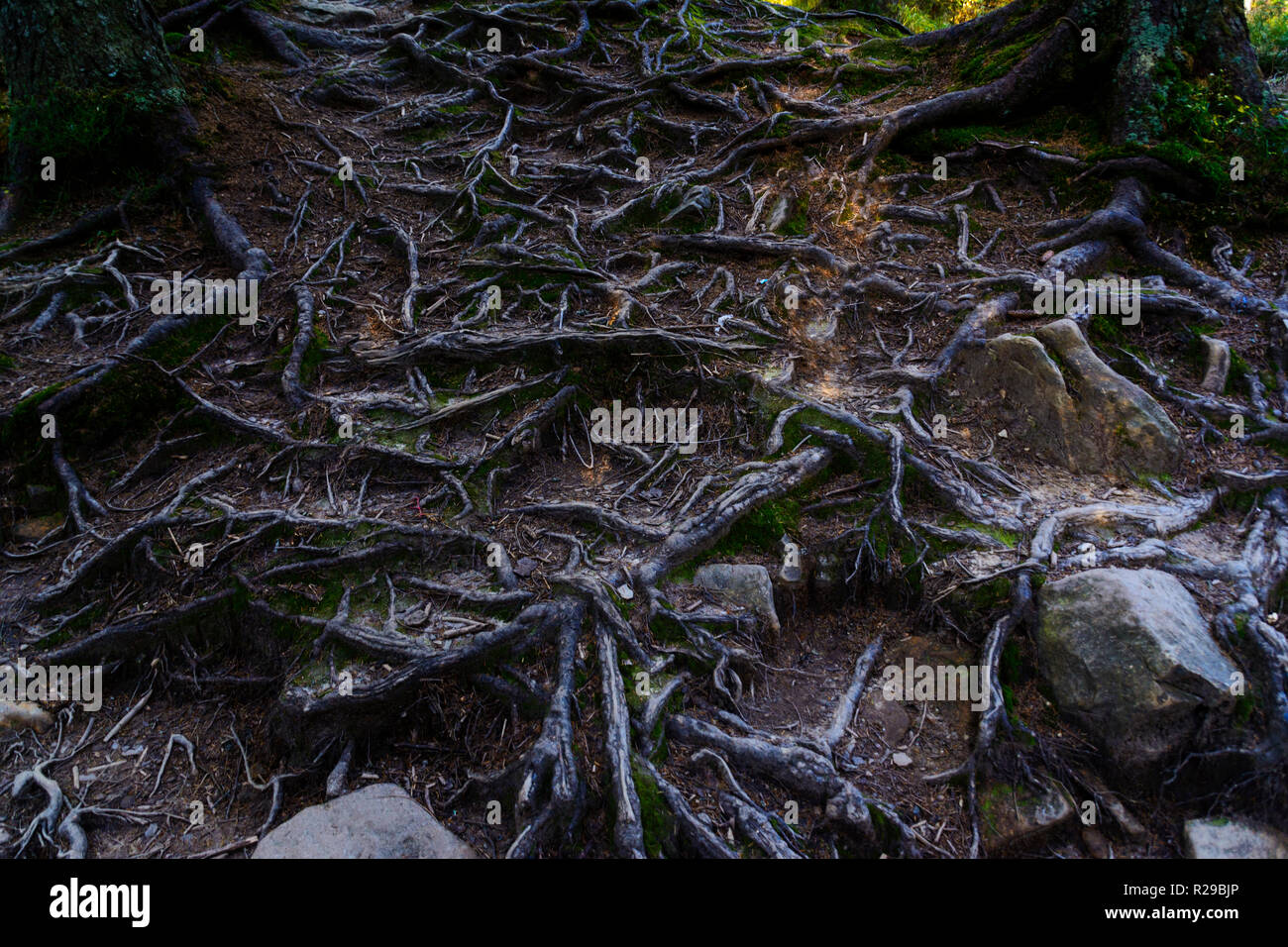 Forest floor. Roots of fir trees on the mountain slopes Stock Photo - Alamy
