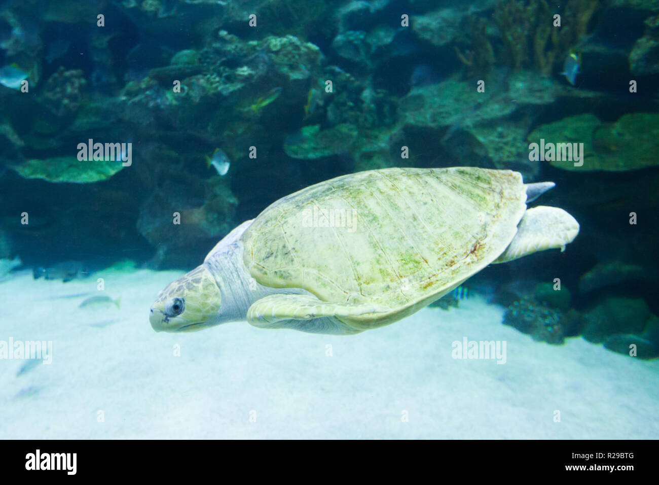 Sea turtle swims in blue sea. Underwater photo of marine wildlife ...
