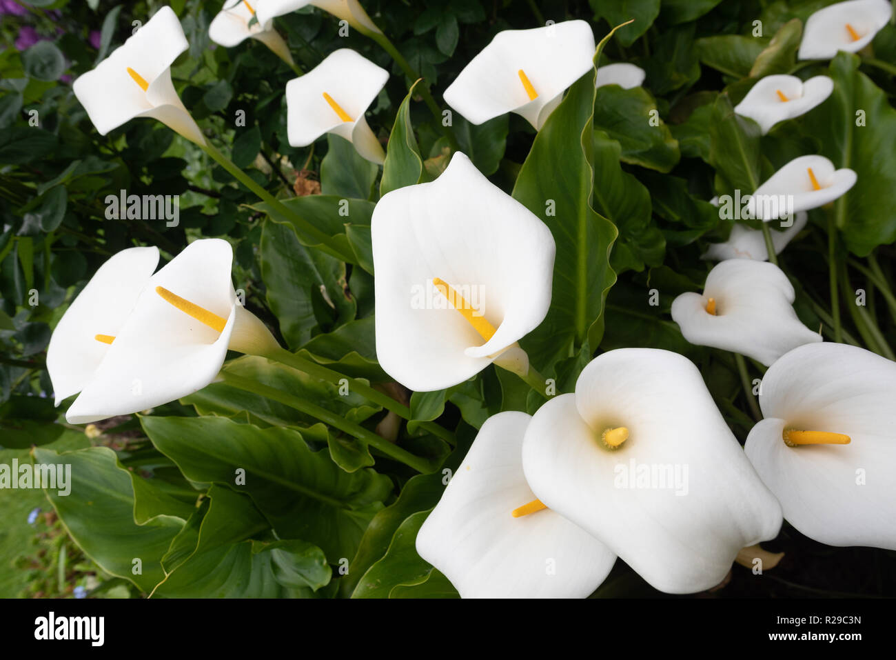 Arum or Calla lilies. Exotic white Zantedeschias with large fluted ...