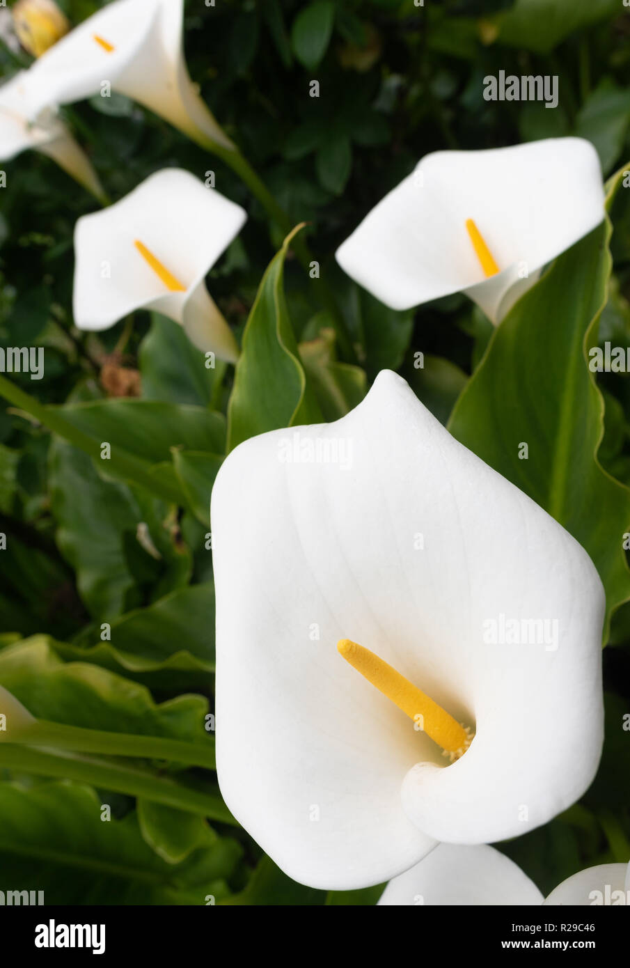 Arum lilies hi-res stock photography and images - Alamy