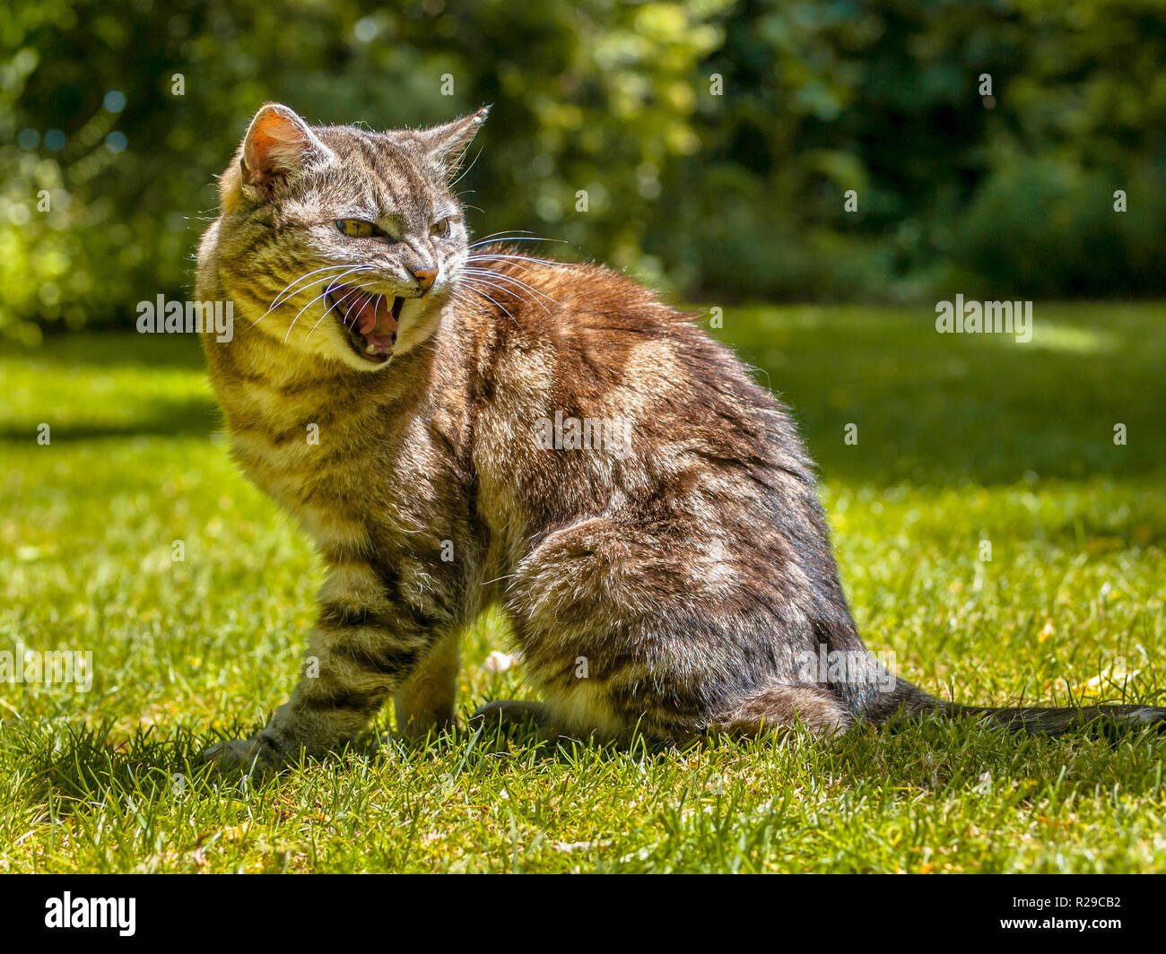 Cat rage hi-res stock photography and images - Alamy