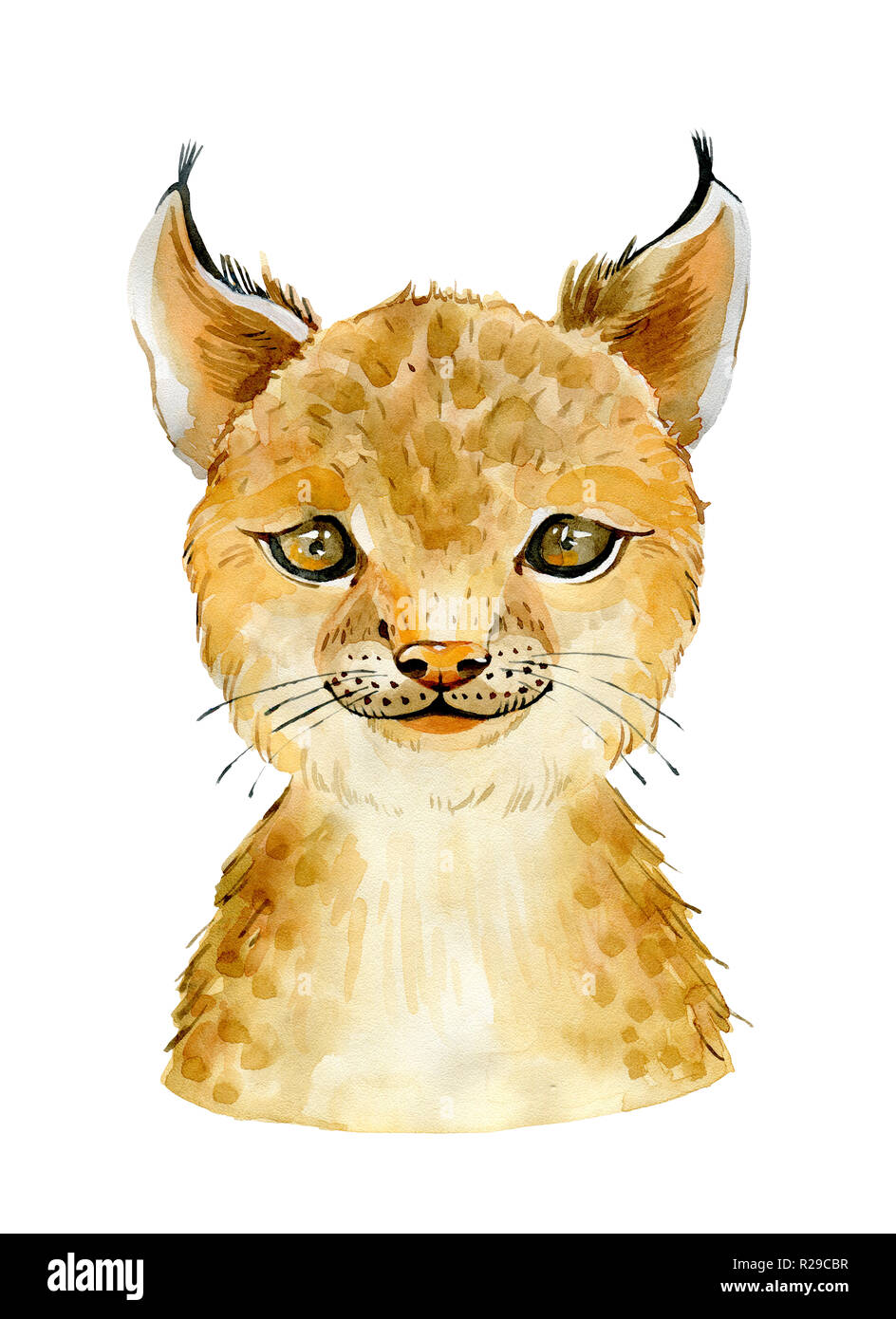 Bobcat Drawing High Resolution Stock Photography and Images - Alamy