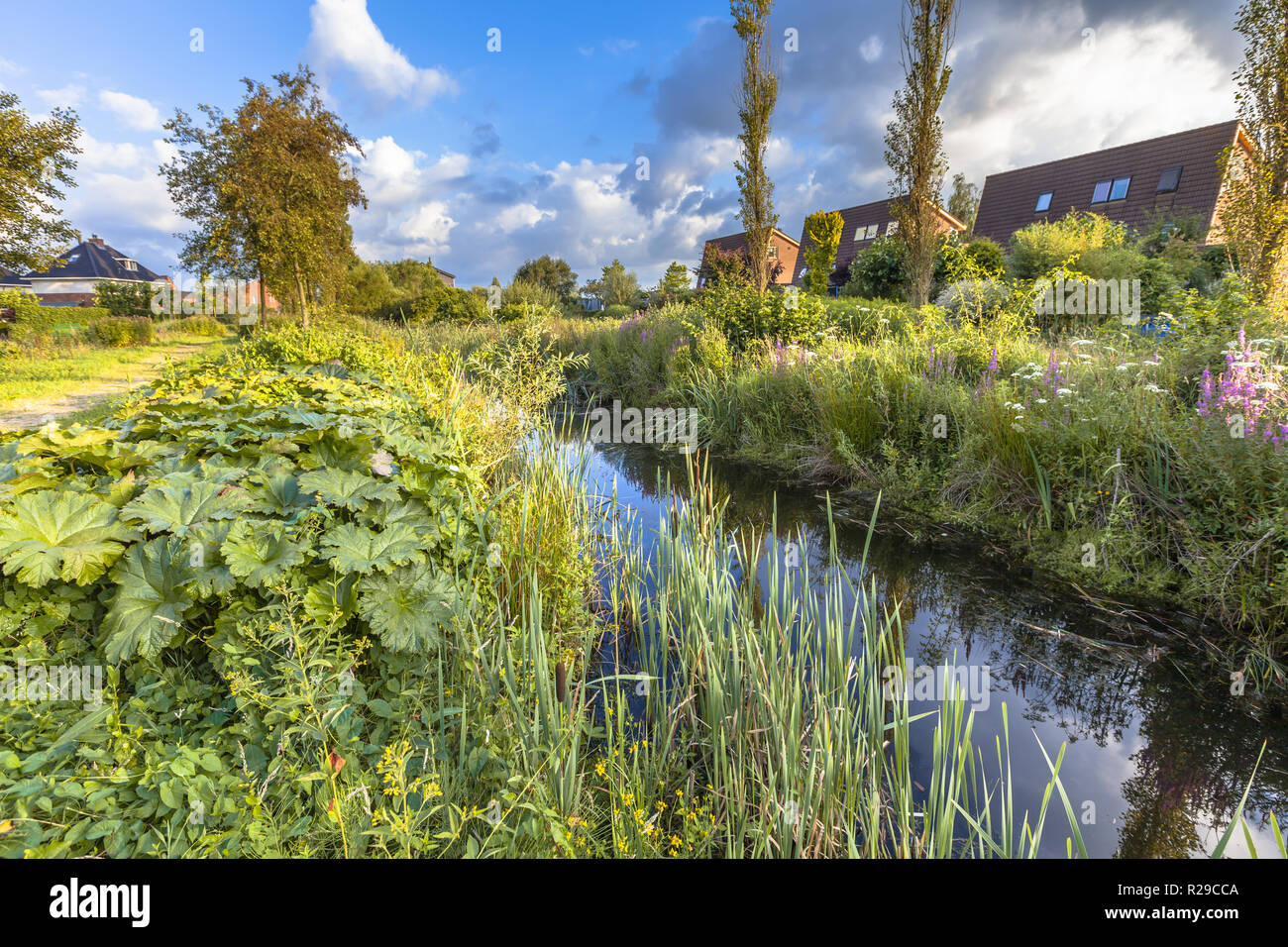 Ecological natural park with river and wild vegetation in the urban ...