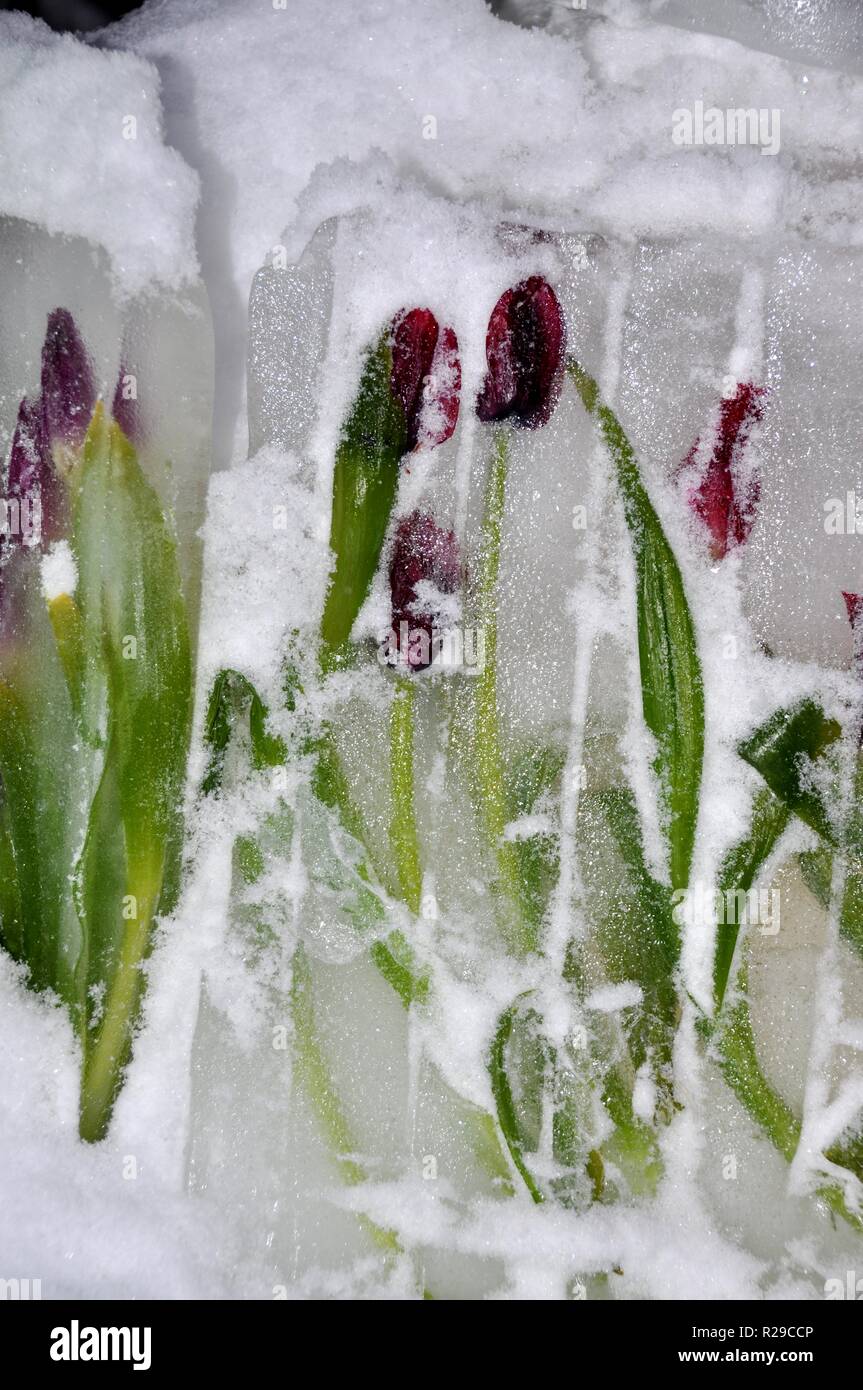 Decoration made from tulips frozen into ice Stock Photo - Alamy