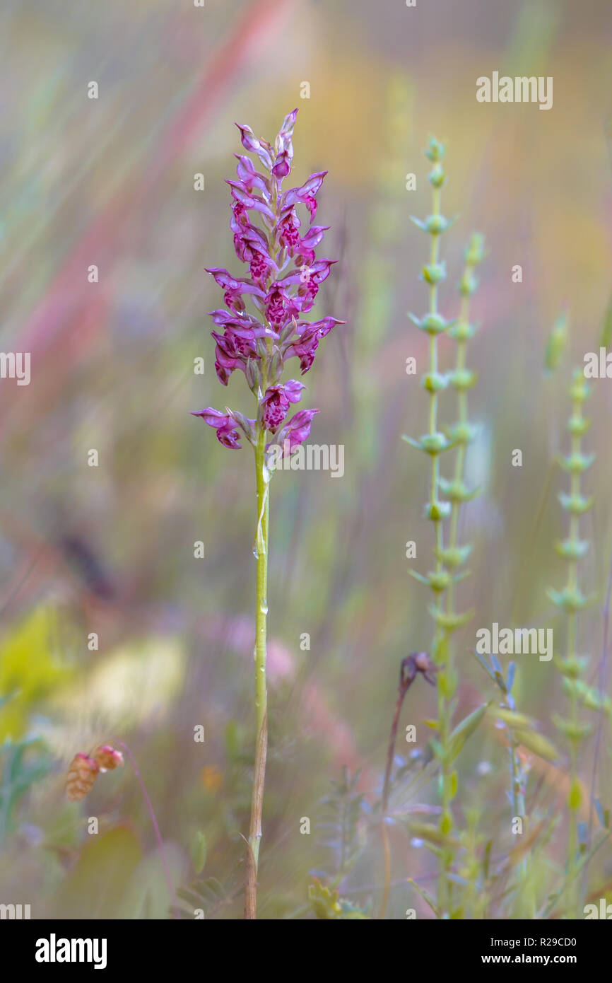 Orchis fragrans hi-res stock photography and images - Alamy