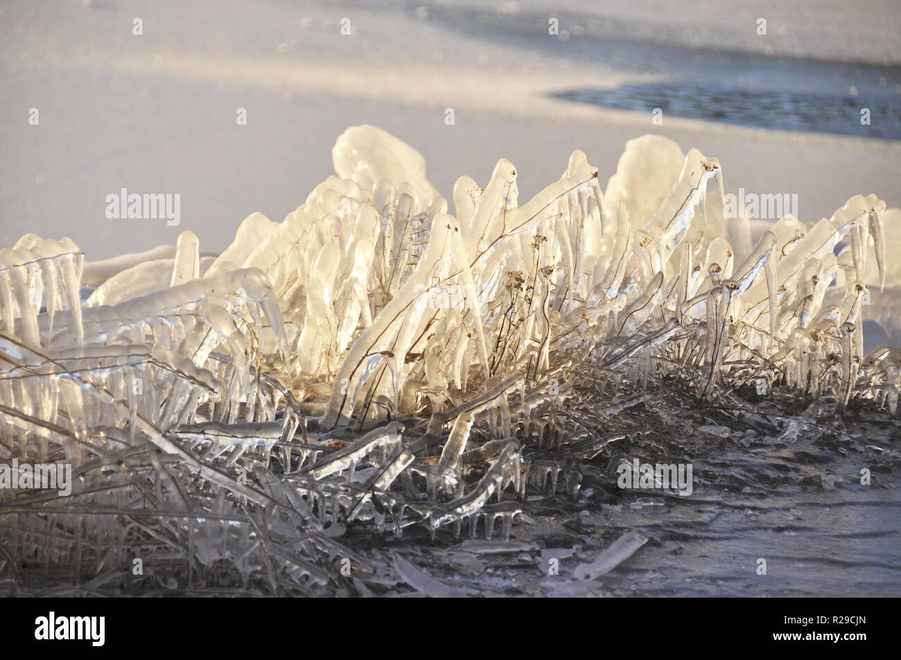 Plants that have been glazed in ice on a cold winters day Stock Photo ...