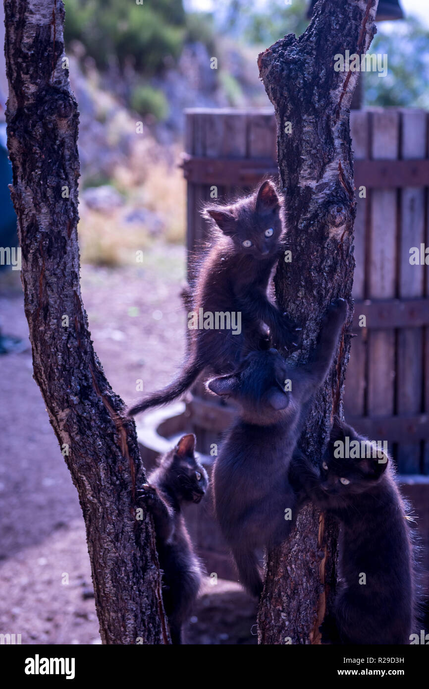 A small, friendly and very playful family of cats and kittens on this ...