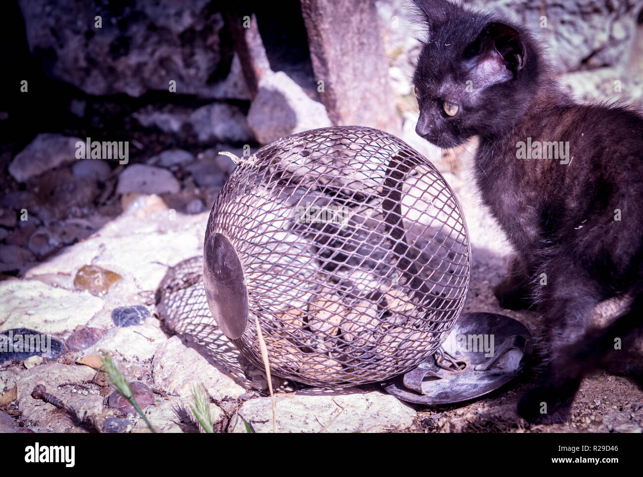 A small, friendly and very playful family of cats and kittens on this ...