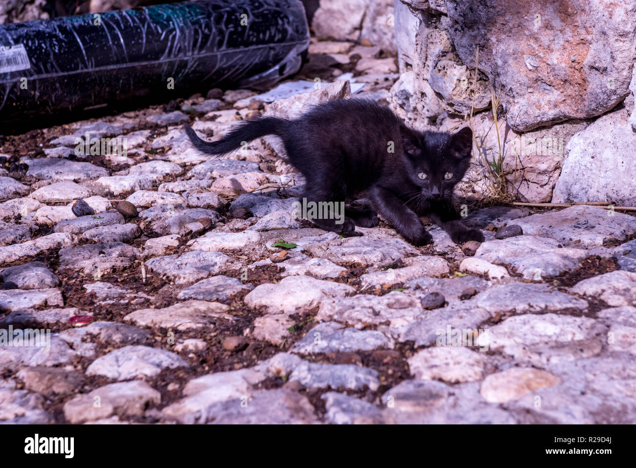 Feline young animals hi-res stock photography and images - Alamy