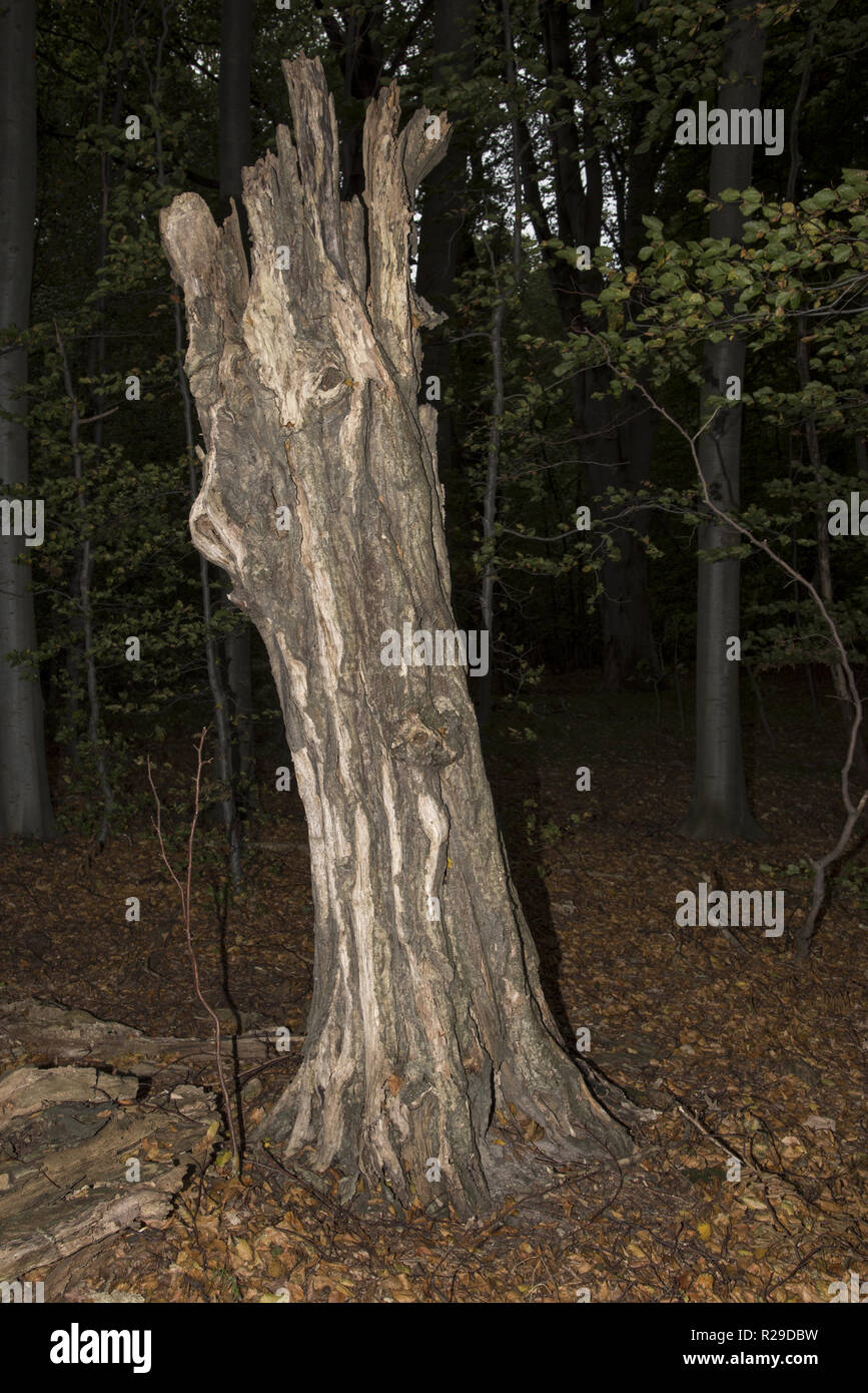 Trunk of an European beech on the tiny island of Vilm in he Baltic Sea ...