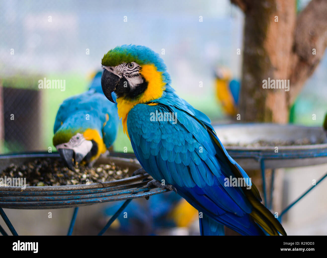 beautiful closeup photo of blue & yellow macaw bird Stock Photo - Alamy
