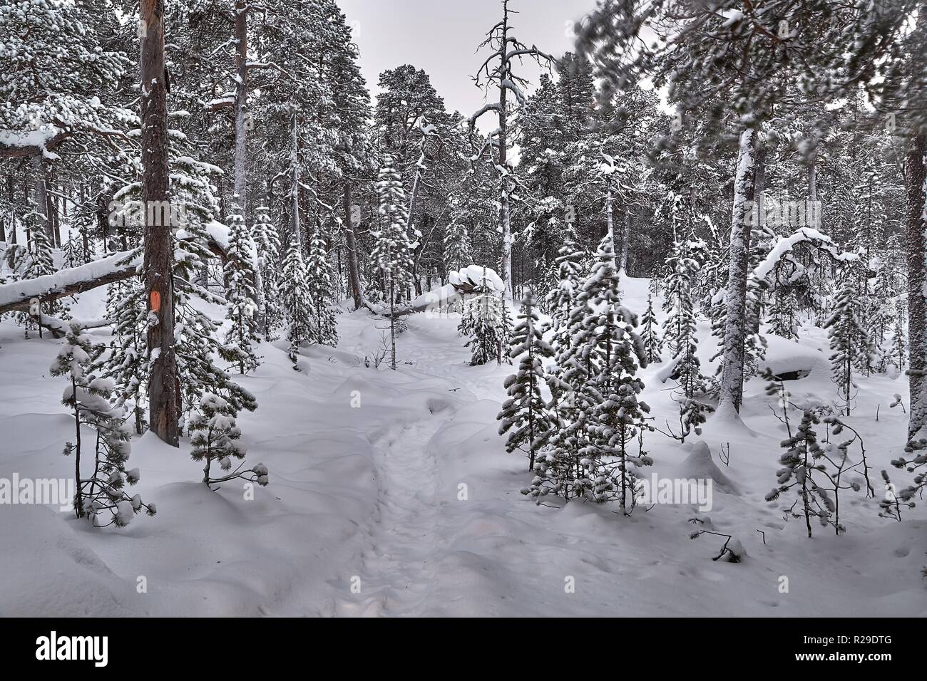 The snowy landscape hi-res stock photography and images - Alamy