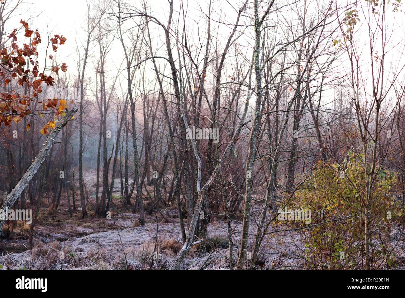 A foggy Marsh with woodlands Stock Photo - Alamy