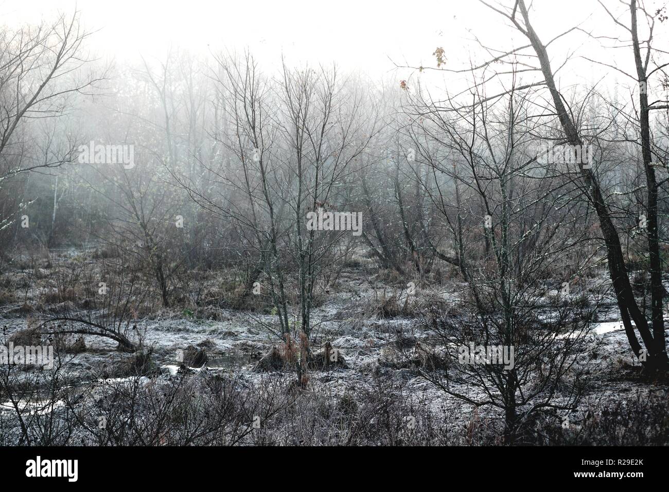 Foggy marsh hi-res stock photography and images - Alamy