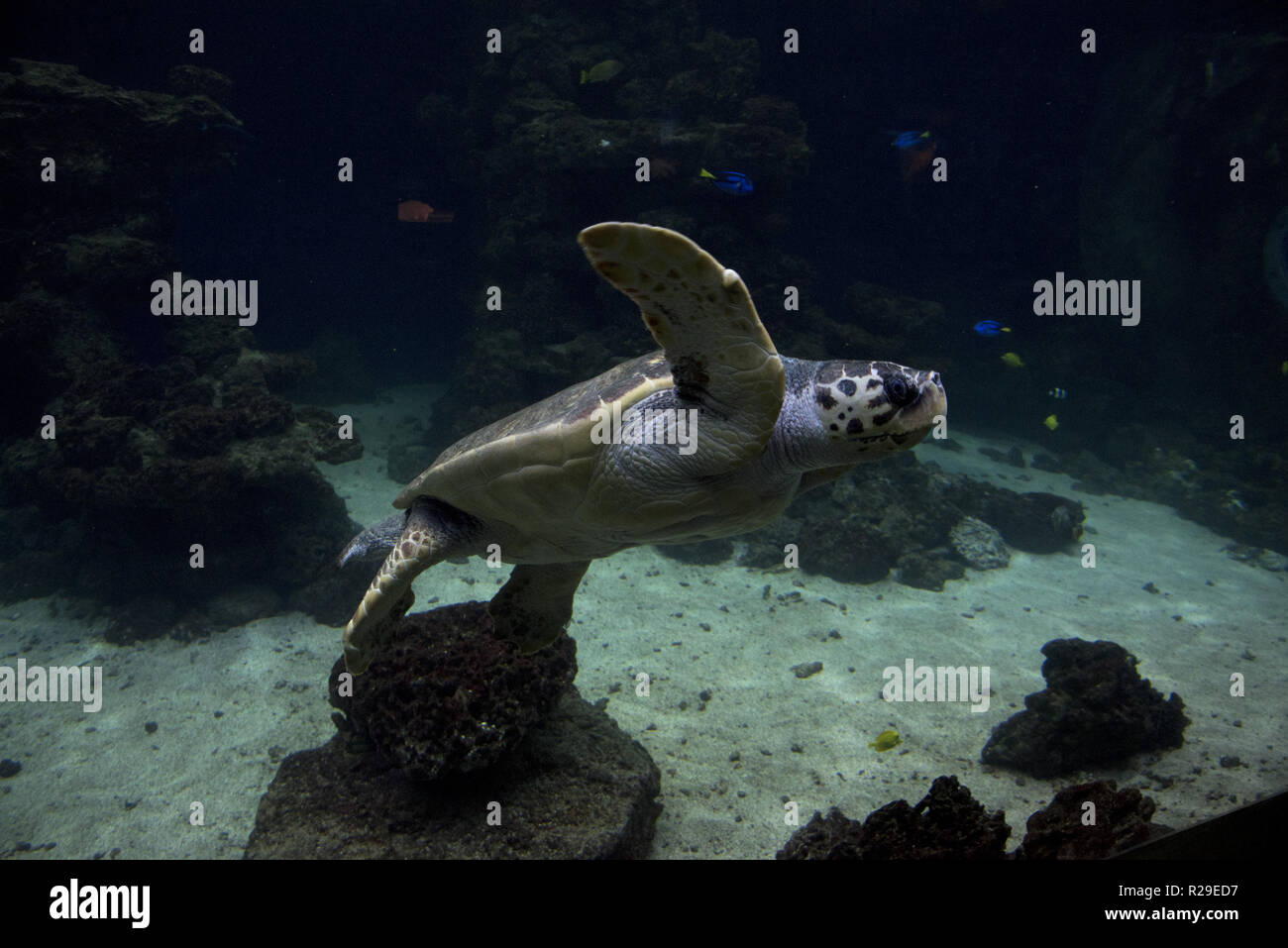 Loggerhead sea turtle swimming in the public aquarium Ozeaneum in ...