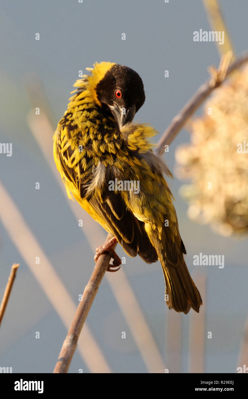 Zambia: Male Weaver Bird cleaning his yellow-black feders Stock Photo ...