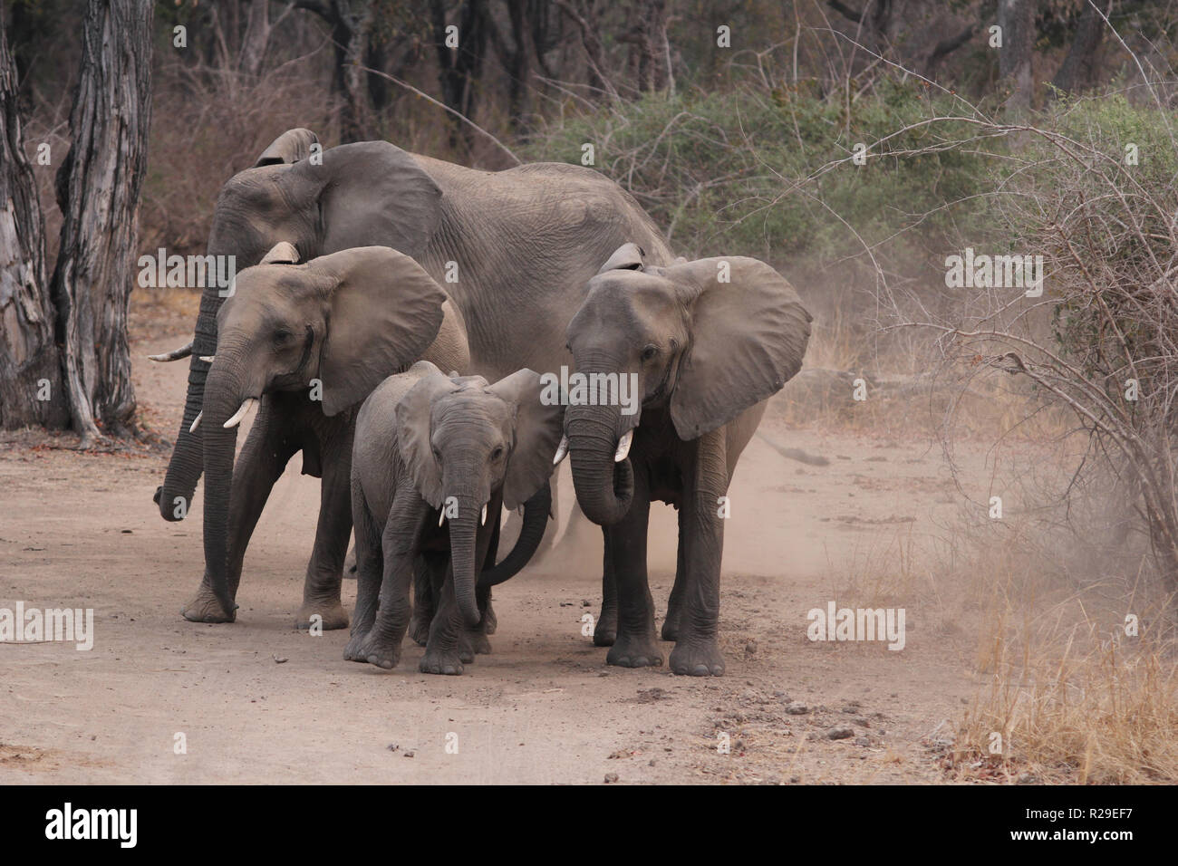 Elephants running hi-res stock photography and images - Alamy