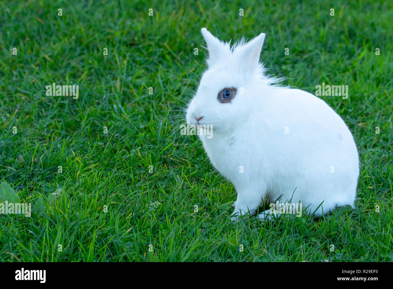Cute white rabbit with blue eyes in the green grass, family Leporidae ...