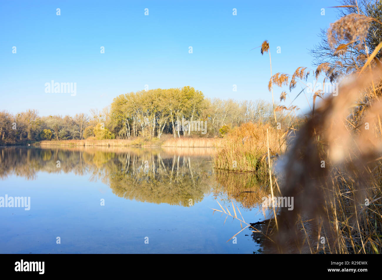 Wien, Vienna: oxbow lake Panozzalacke at Lobau in Danube-Auen National ...