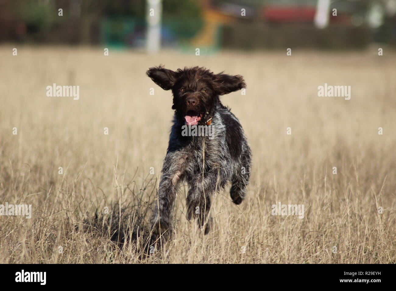 Flying pointer hi-res stock photography and images - Alamy