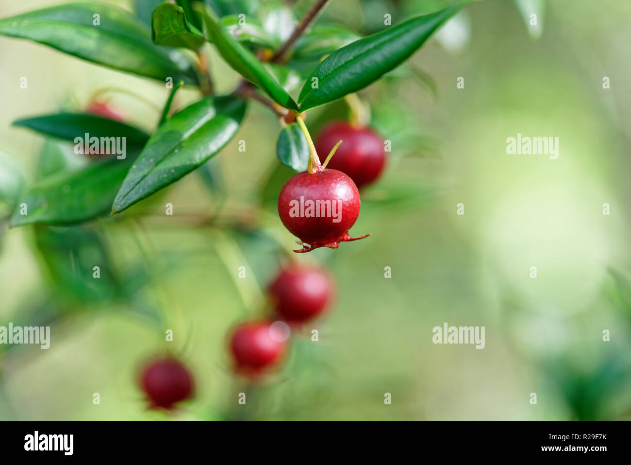 Sweet wild fruit that grows in southern Chile known as Murta, its ...