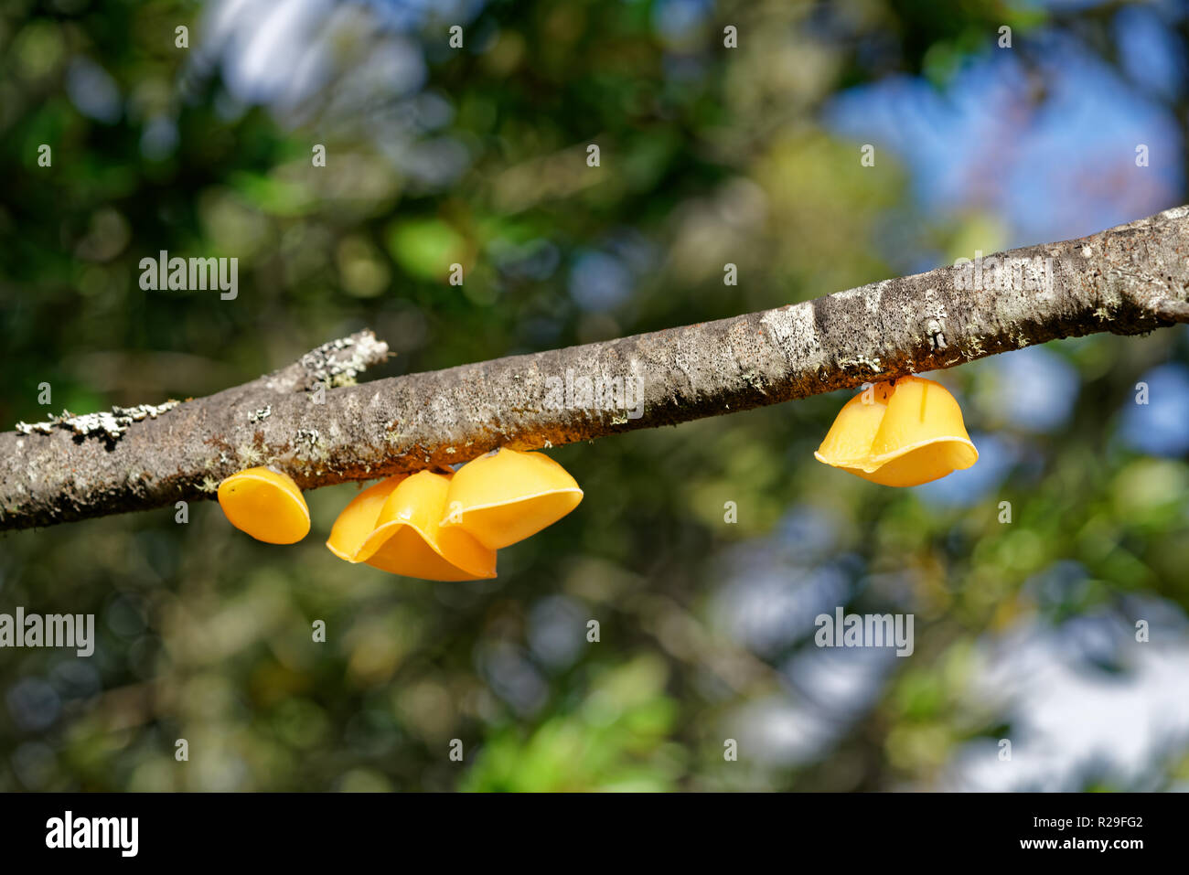 Bell bug hi-res stock photography and images - Alamy