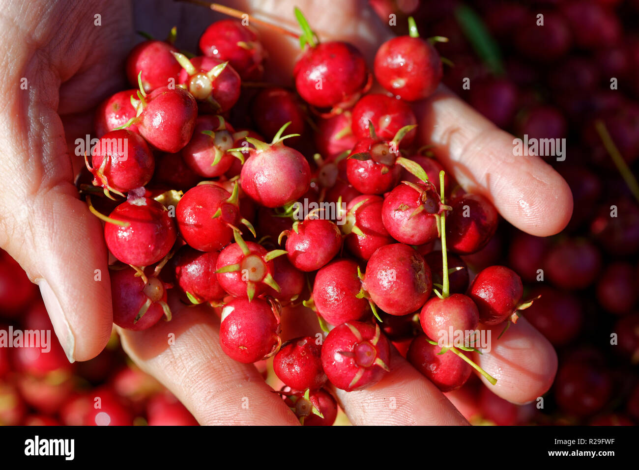Sweet wild fruit that grows in southern Chile known as Murta, its ...