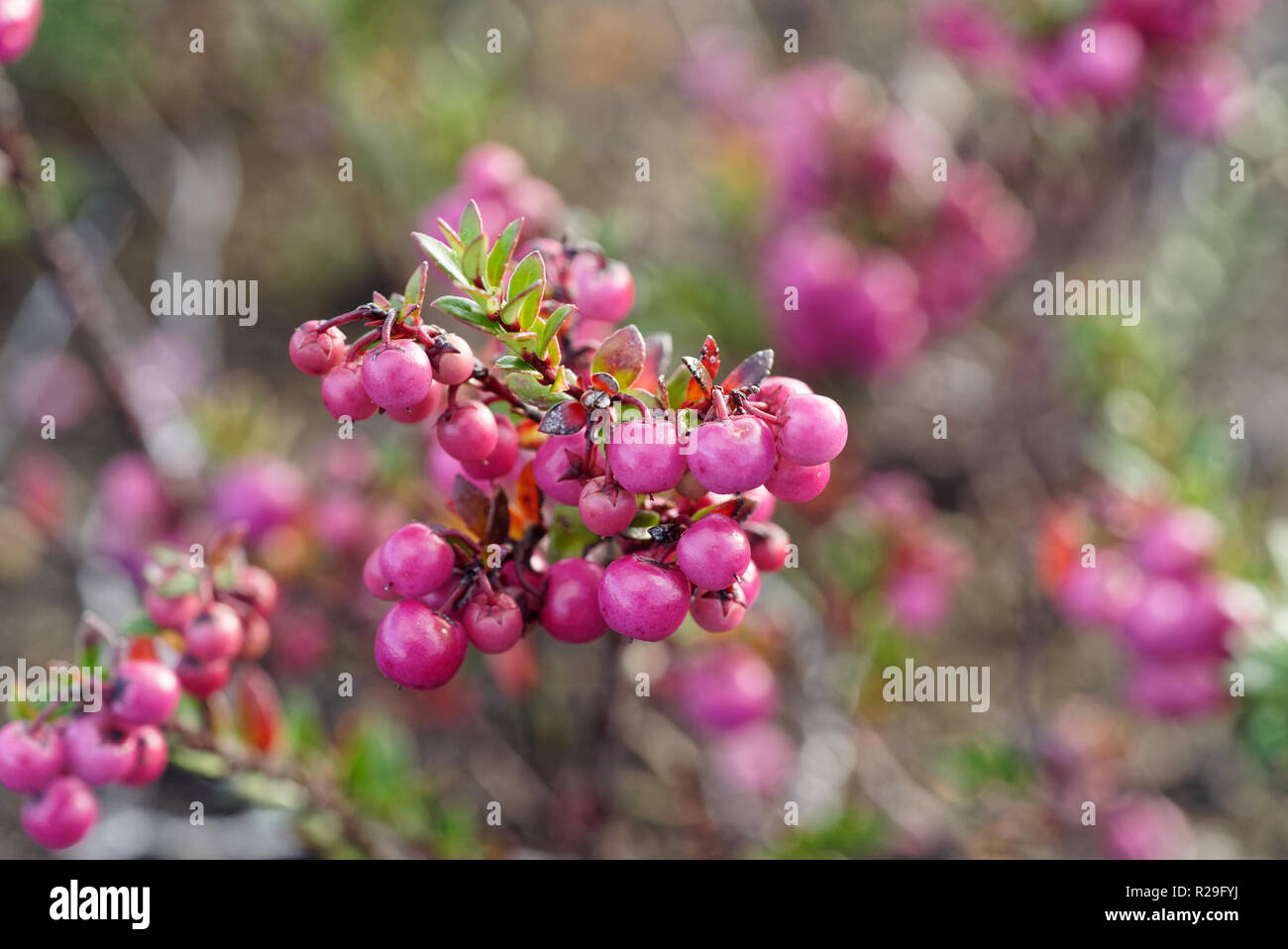 Wild fruit, known in Chile as Chaura, its name Gaultheria mucronata and ...