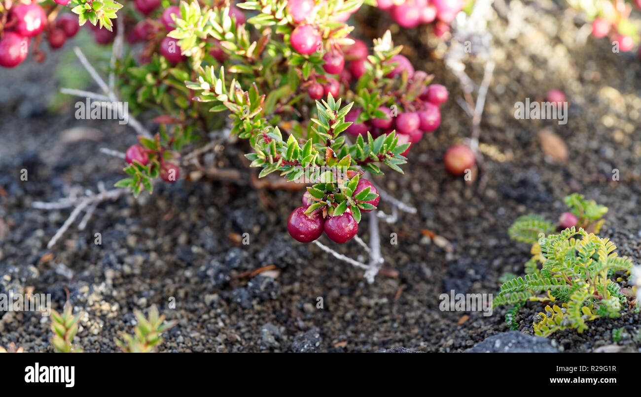 Wild fruit, known in Chile as Chaura, its name Gaultheria mucronata and ...