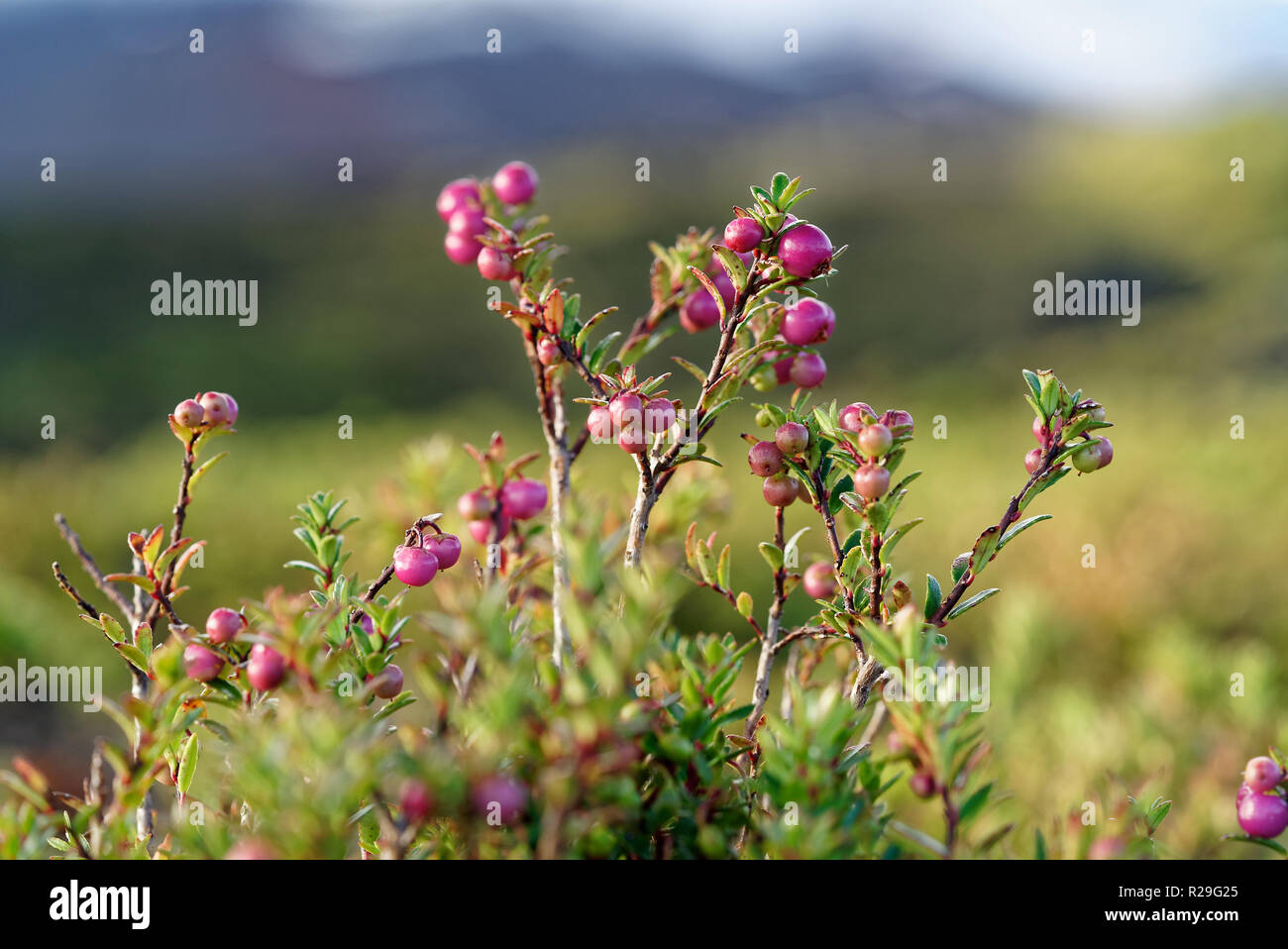 Chaura hi-res stock photography and images - Alamy