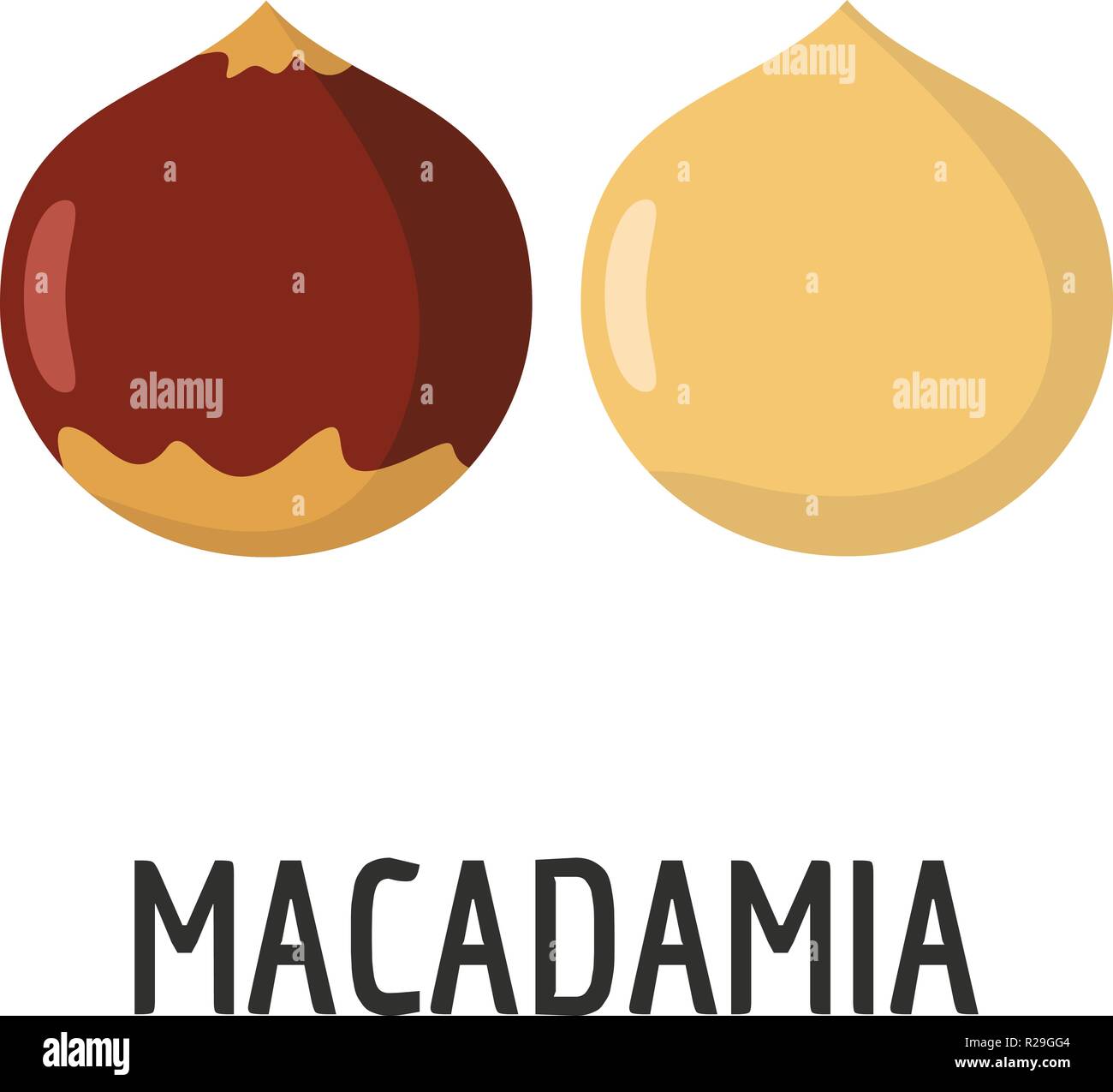 Macadamia icon. Flat illustration of macadamia vector icon for web ...